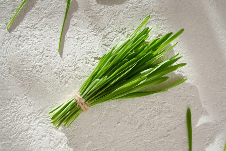 Barley Grass Benefits and Uses | Consumer Care